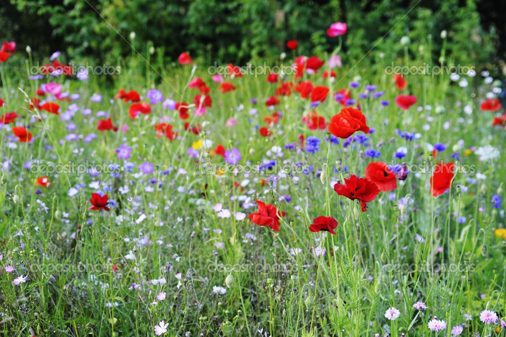 Vilda sommarblommor — Stockfoto #30976607 — Depositphotos