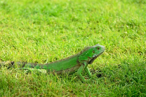 Green reptiles Stock Photos, Royalty Free Green reptiles Images ...