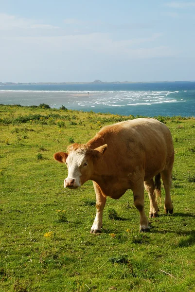Fotos de Vaca na praia, Imagens de Vaca na praia sem royalties ...