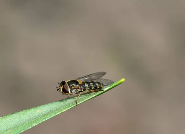 Florea myathropa fotos de stock, imágenes de Florea myathropa sin ...