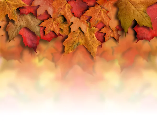 Red Orange Fall Leaves Background Border - Stock Image - Everypixel