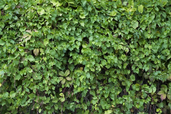 Green bush fence Stock Photos, Royalty Free Green bush fence Images ...