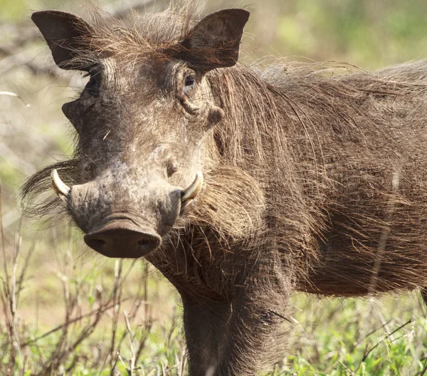 Warthog Stock Photos, Royalty Free Warthog Images | Depositphotos