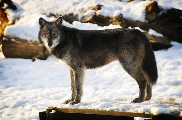 Wolf landscape Stock Photos, Royalty Free Wolf landscape Images ...