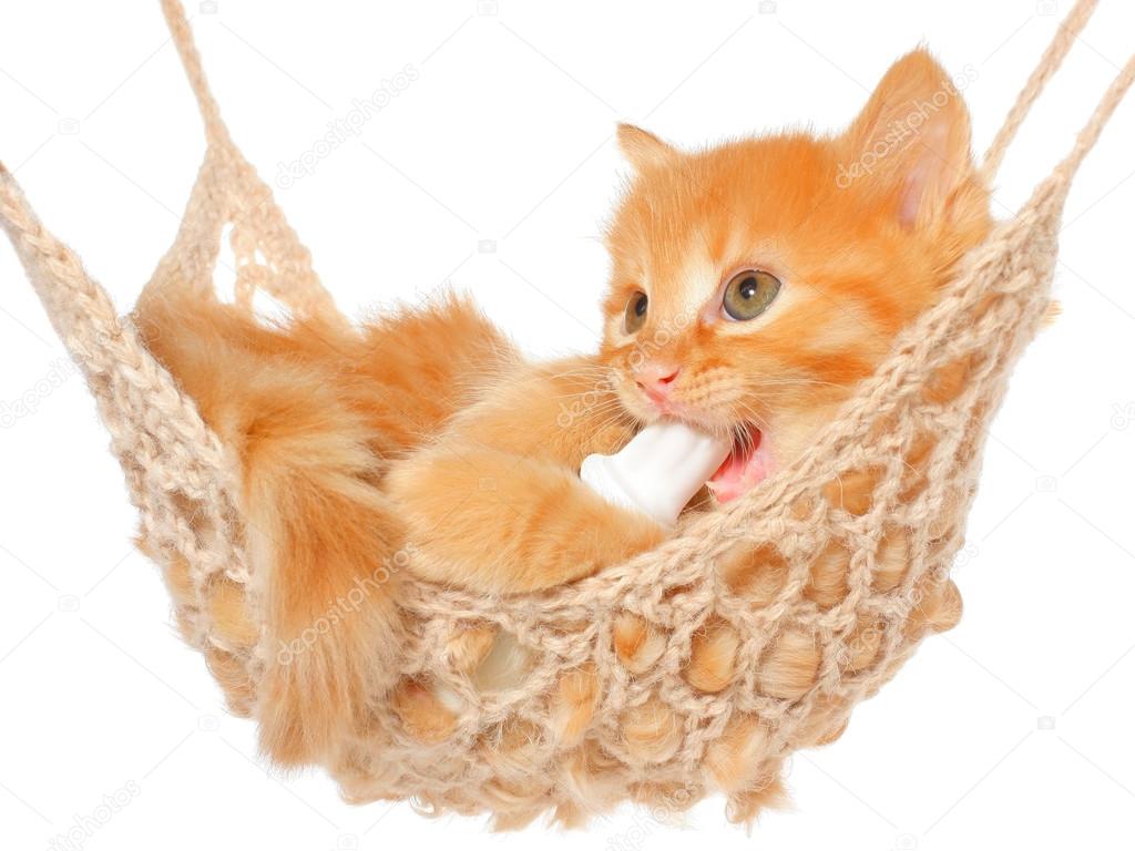 Chaton roux mignon en hamac image libre de droit par LuGrish © #35489133