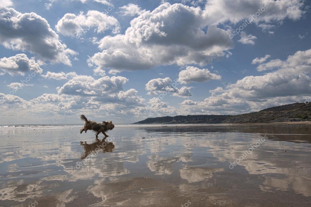 Beach Reflections with Dog. — Stock Photo © plampy #38179161