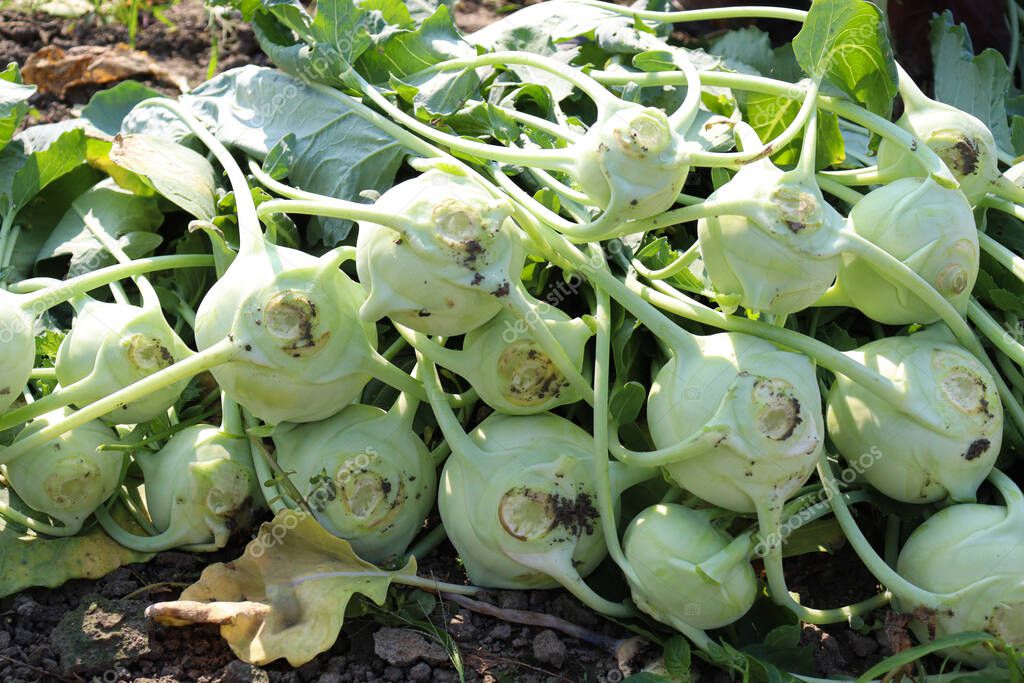 Granja de nabo de color verde en el campo para la cosecha 2024