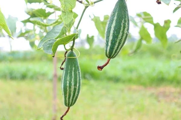 green colored pointed gourd on tree in farm for harvest - Stock Image ...