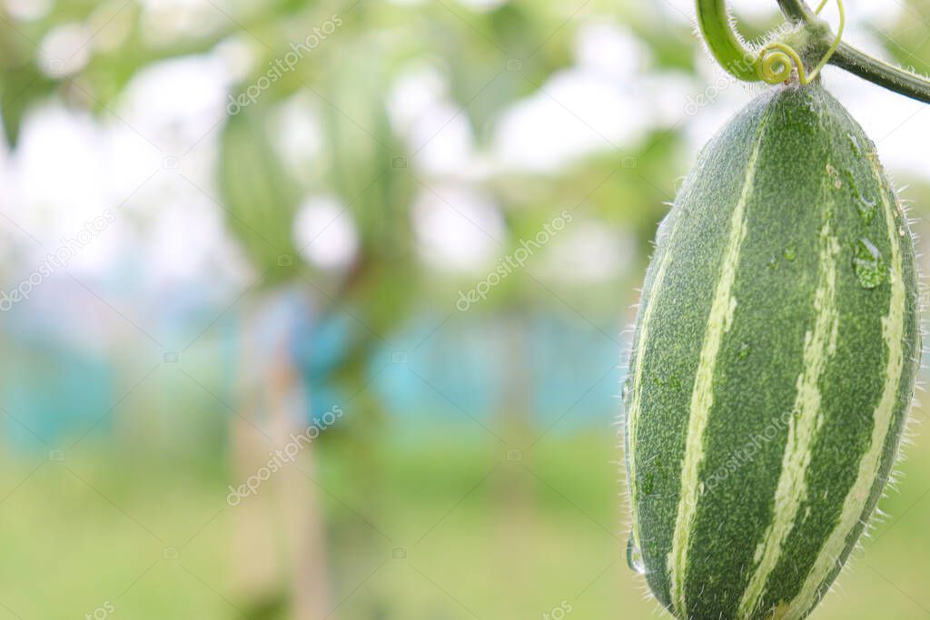 calabaza puntiaguda de color verde en el árbol en la granja para la ...