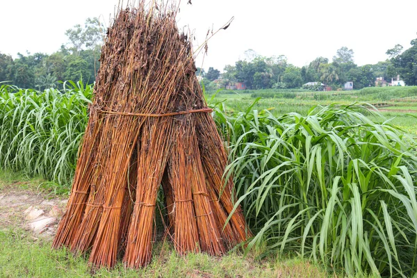 Sugar cane border Stock Photos, Royalty Free Sugar cane border Images ...