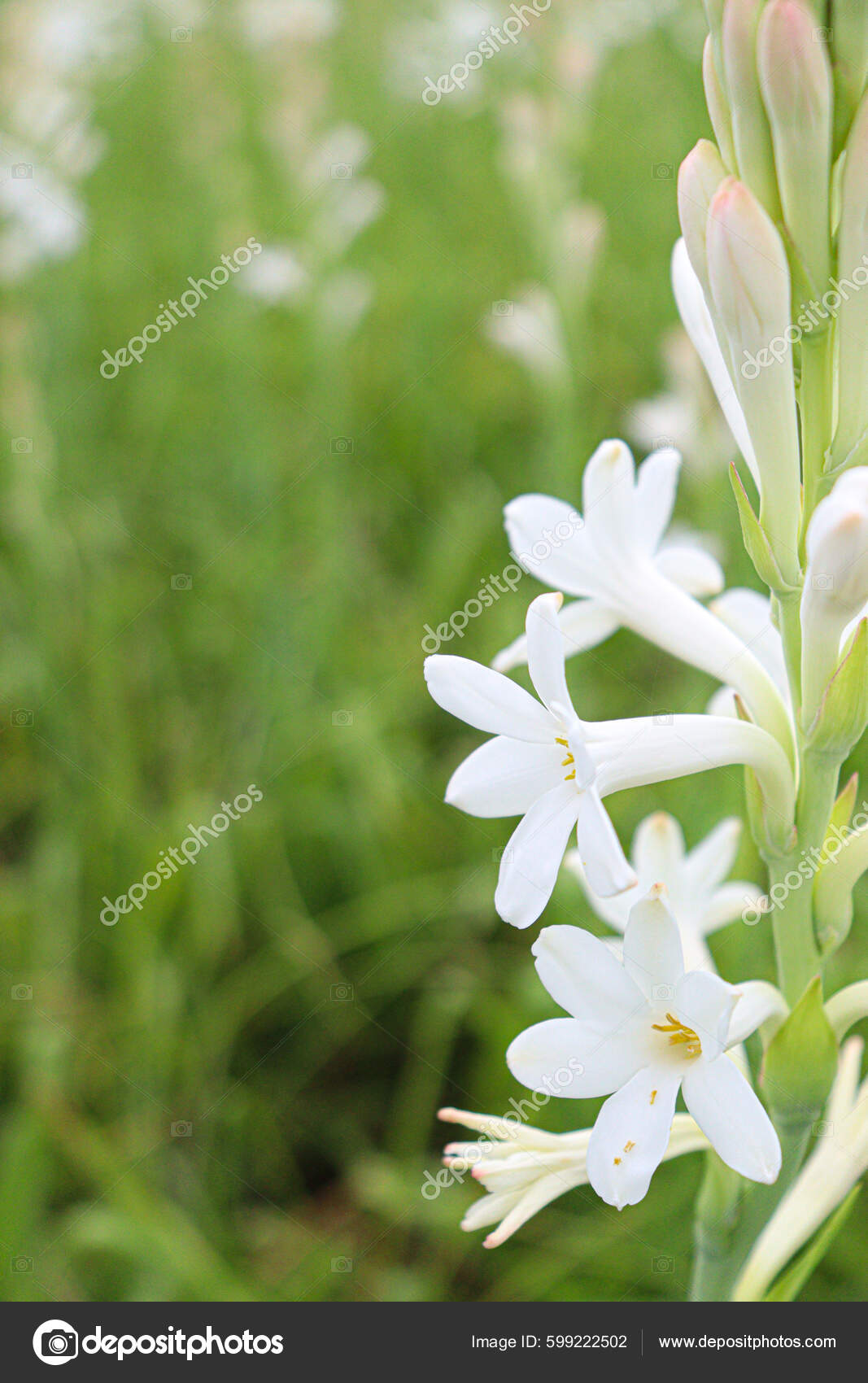 White Colored Tuberose Flower Farm Harvest — Stock Photo © Jahidul ...