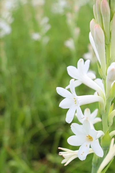 Tuberose Stock Photos, Royalty Free Tuberose Images | Depositphotos
