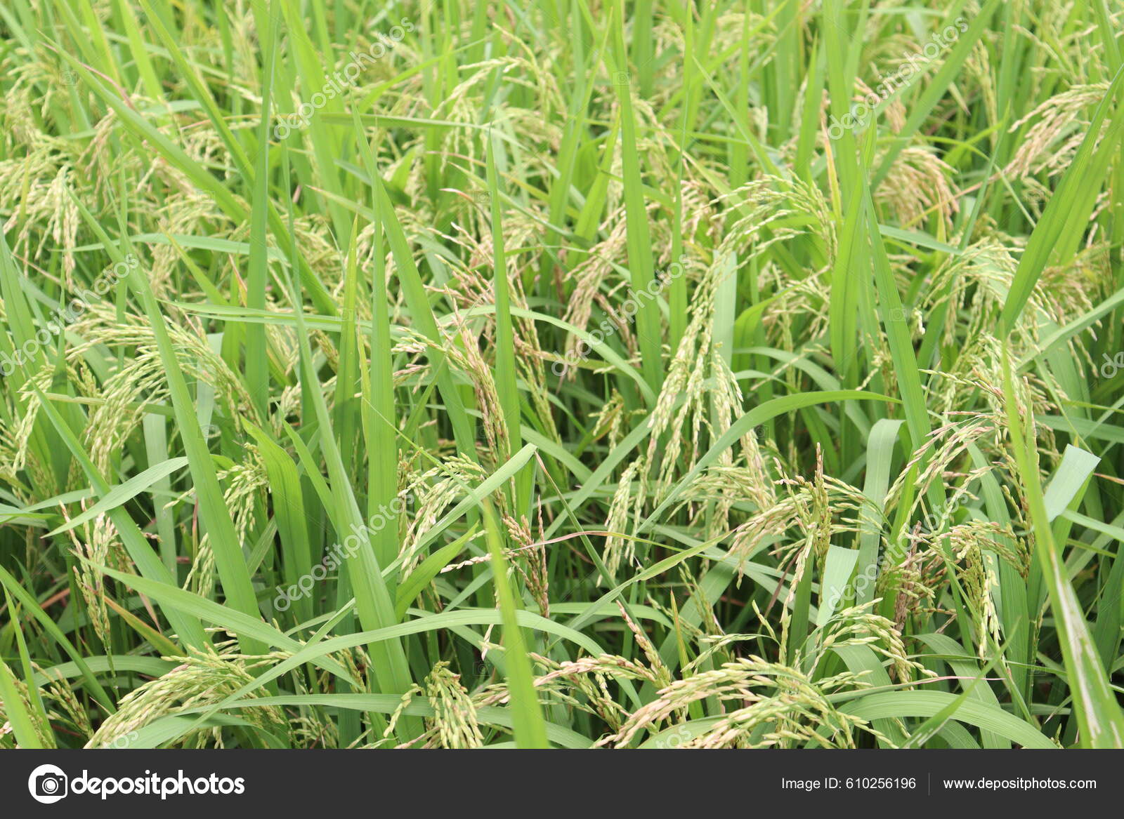 Ripe Paddy Tree Farm Harvest — Stock Photo © jahidul2358@gmail.com ...