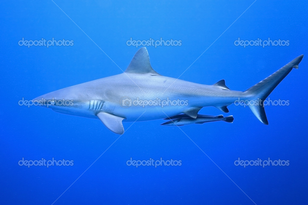 Sucker Fish On Shark