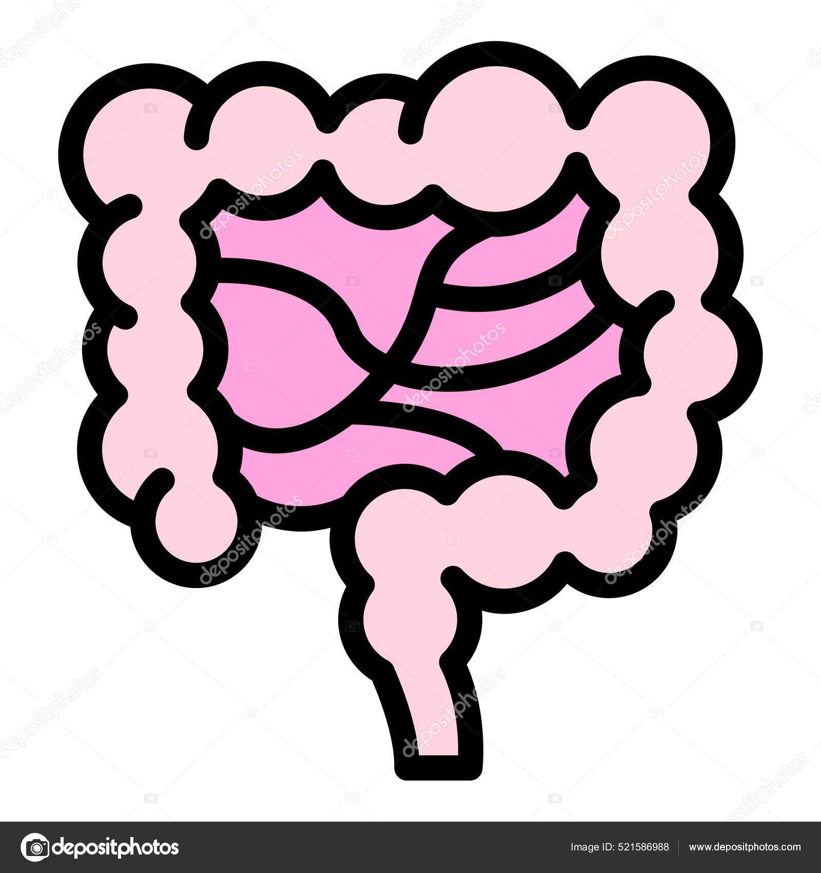 Full digestion intestine icon color outline vector Stock Vector by ...