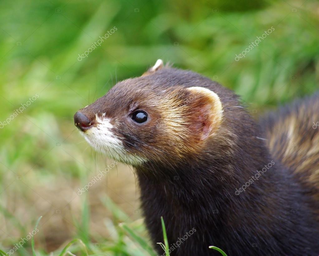 animal de Turón — Foto de stock © jacqueline2 #41737405