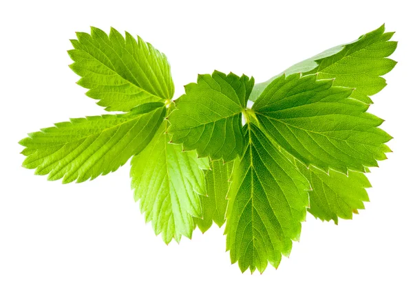 Hojas de fresa fotos de stock, imágenes de Hojas de fresa sin royalties ...