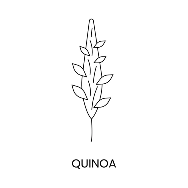 Logo quinoa images vectorielles, Logo quinoa vecteurs libres de droits ...