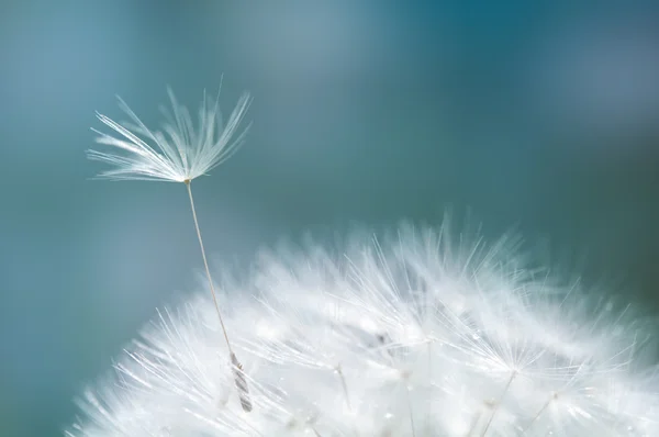 Dandelion Closeup Stock Photo by ©rafalstachura 26363961