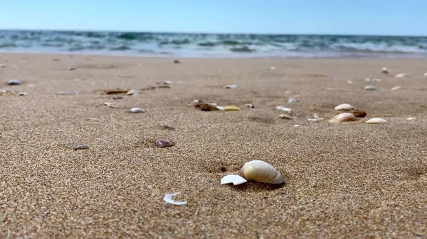 Exploring wide beaches Stock Photos, Royalty Free Exploring wide ...