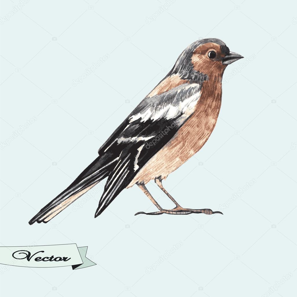 Vector watercolor nightingale Stock Vector Image by ©Ann_art #36010365