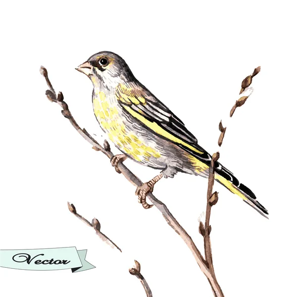 Songbird Vector Art Stock Images | Depositphotos