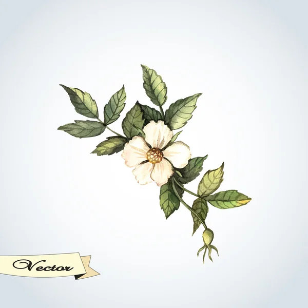 Briar Vector Art Stock Images | Depositphotos