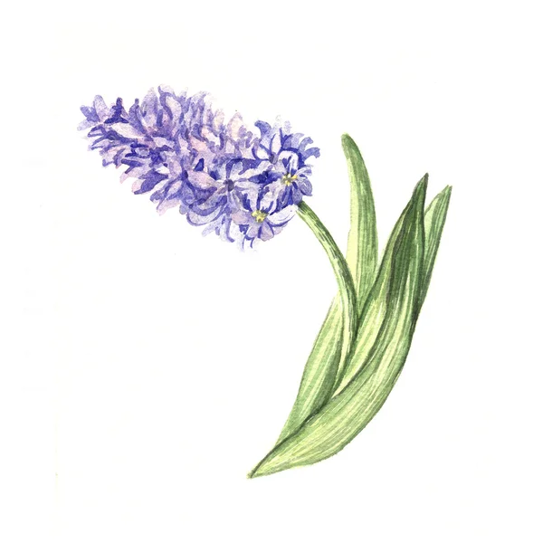 Búzavirág rajz akvarell Stock fotók, Búzavirág rajz akvarell ...