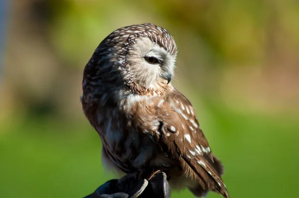 Saw Whet Owl Wallpaper