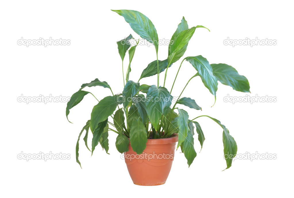 Spatifilium houseplant in a pot. ⬇ Stock Photo, Image by © Spasta #46671577