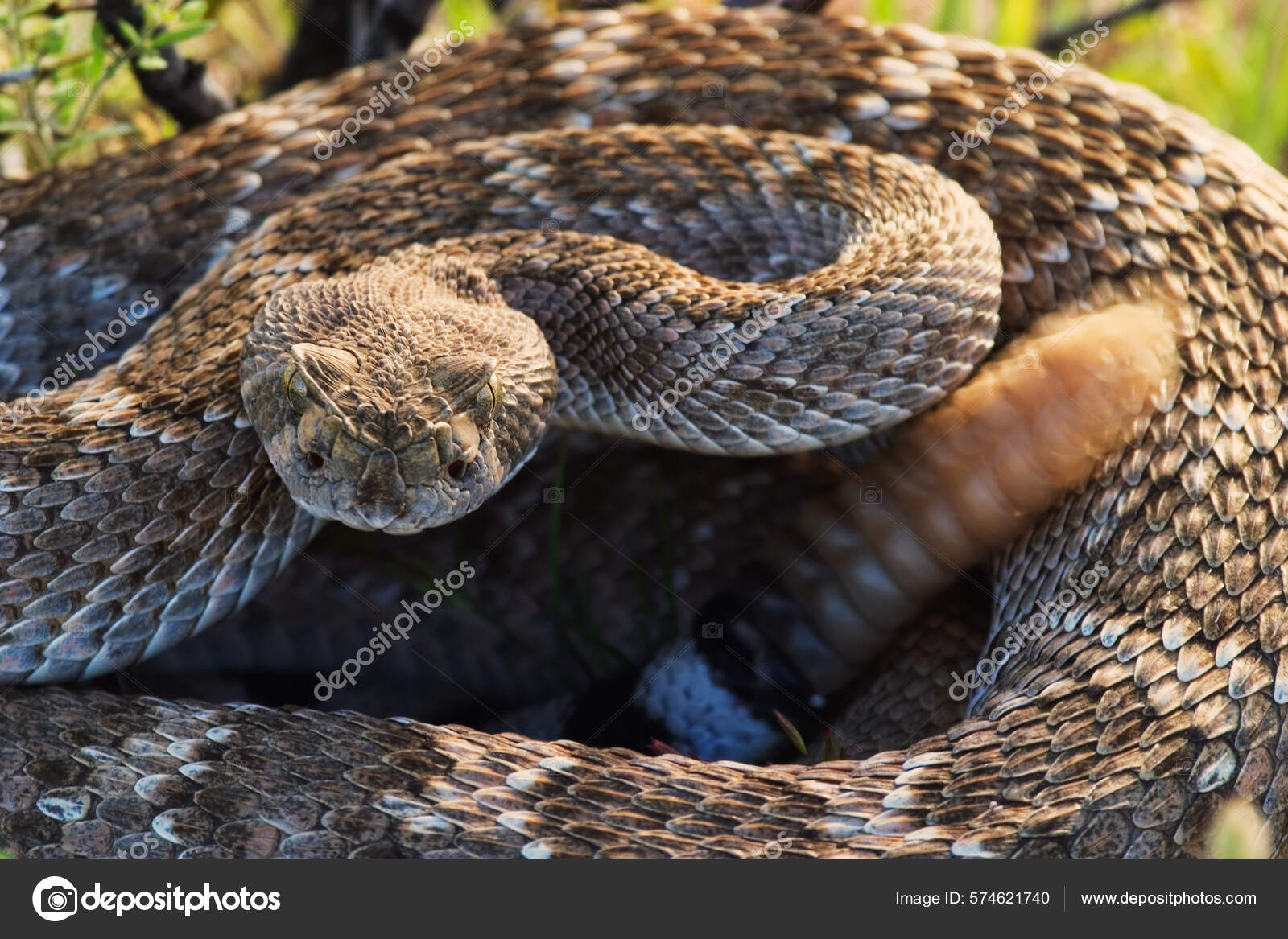 Crotalus Atrox