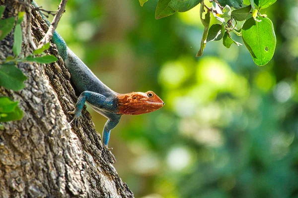 Blue lizards in southeast asia Stock Photos, Royalty Free Blue lizards ...