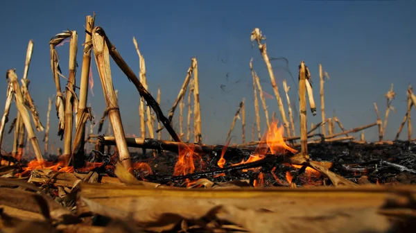 Fire in the Cornfield After Harvest Stock Photo by ©robert_g 13590320