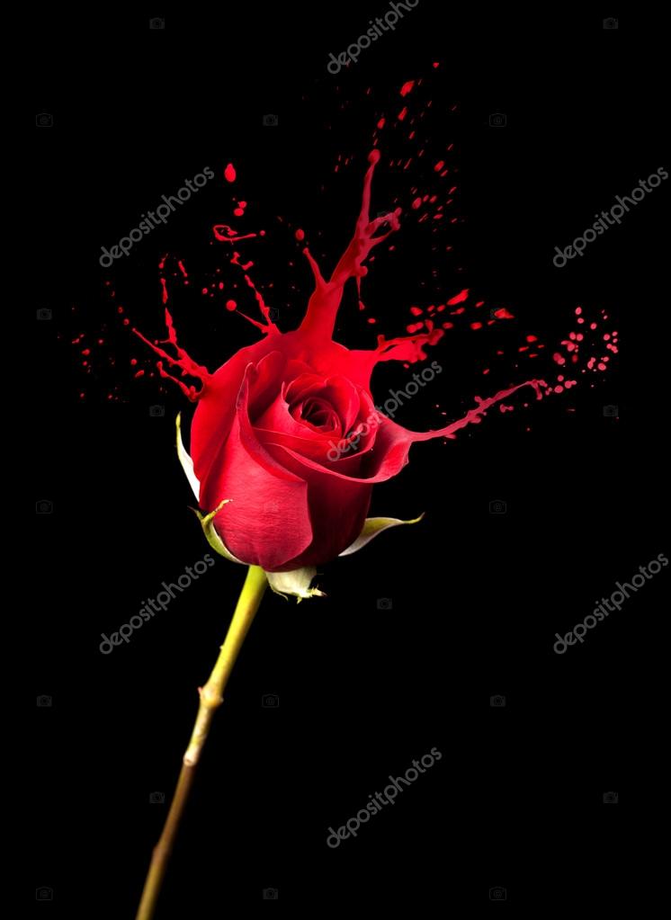 Red rose splashes Stock Photo by ©zdenkam 13124351
