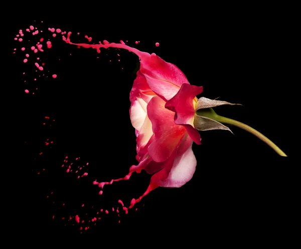 Rose splashes — Stock Photo © zdenkam #13149425