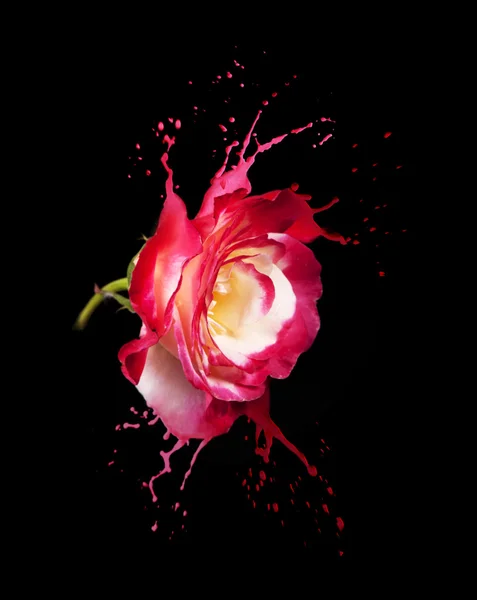 Rose splashes — Stock Photo © zdenkam #13149425