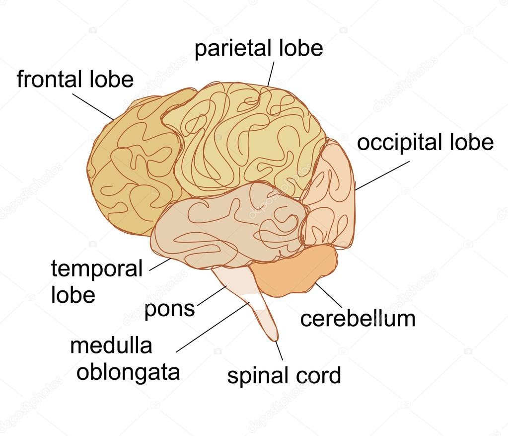 Brain sections vector illustration Stock Vector by ©JackyBrown 35058247