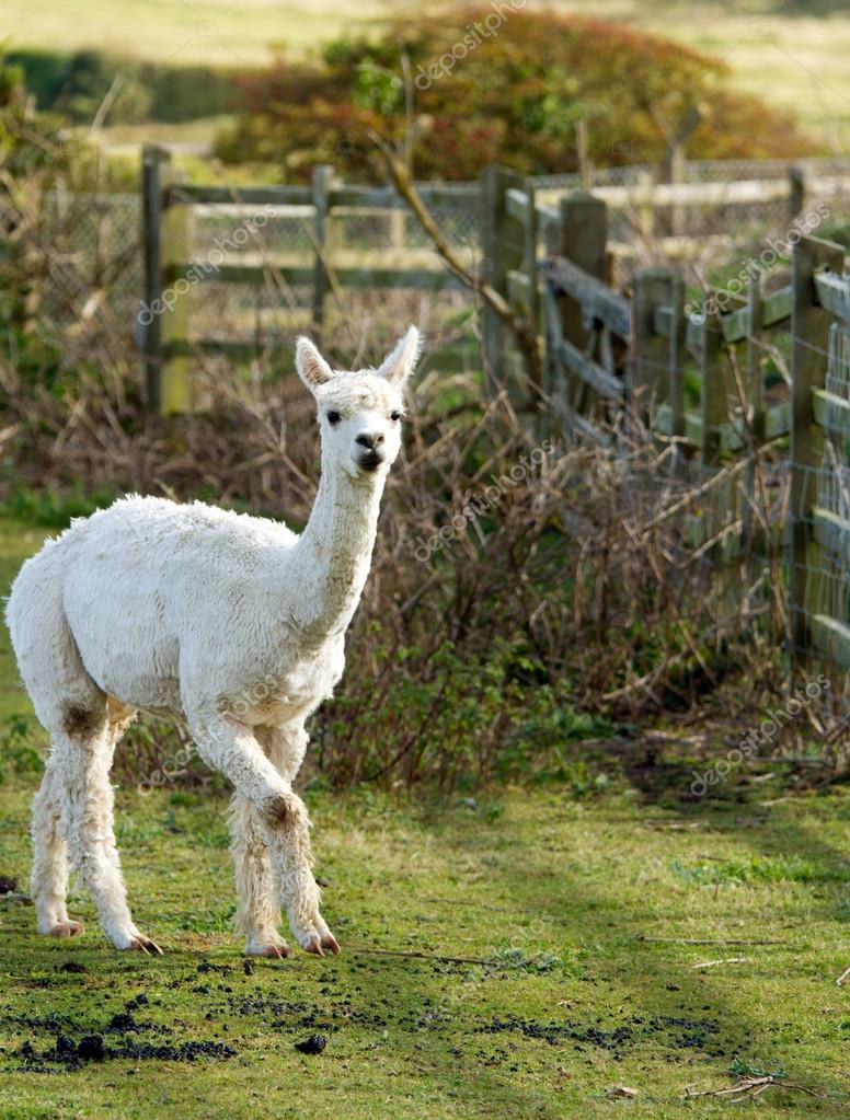 White Alpaca in a field — Stock Photo © acceleratorhams #13371592