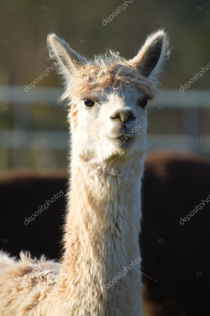 White Female Alpaca ears up — Stock Photo © acceleratorhams #18705067