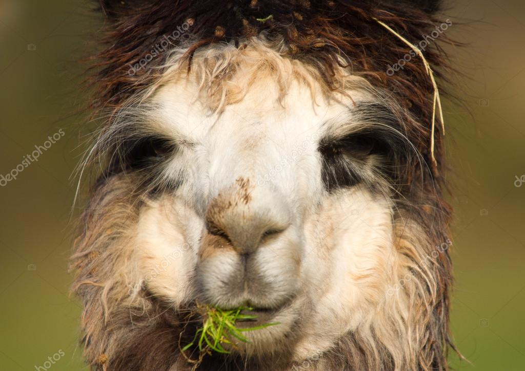 Female Alpaca portrait during grass lunch — Stock Photo ...