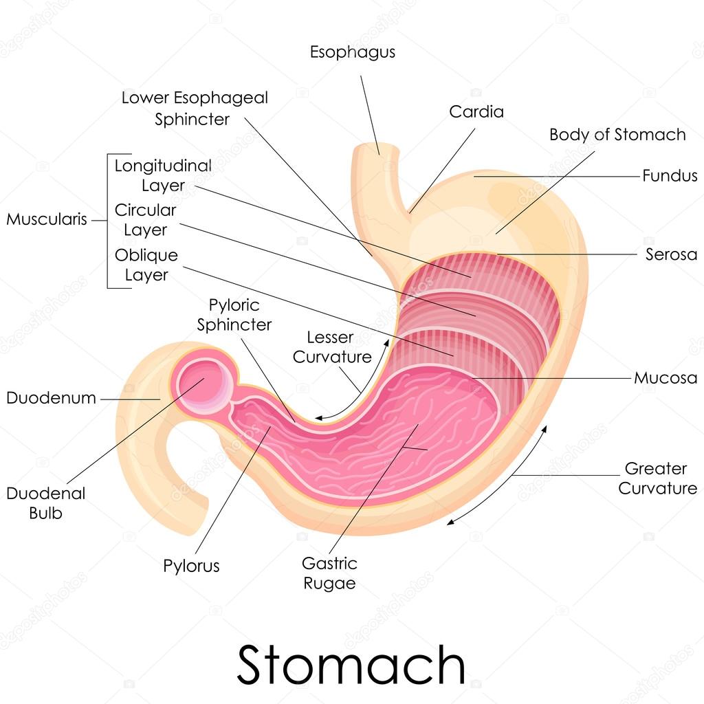 menselijke maag anatomie — Stockvector © stockshoppe #41264433