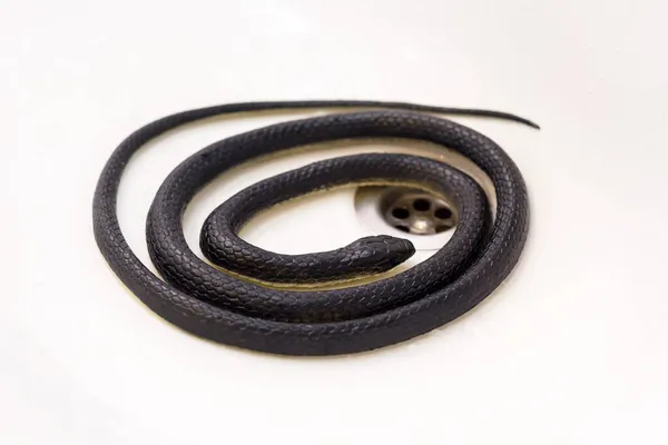 Snake in toilet Stock Photos, Royalty Free Snake in toilet Images ...