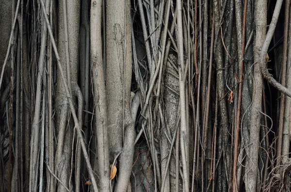 Gray tree roots Stock Photos, Royalty Free Gray tree roots Images ...