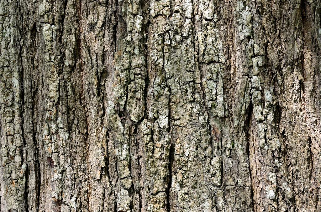 Old Wood Tree Texture — Stock Photo © punphoto #33616559