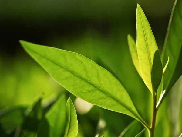 Tea tree Stock Photos, Royalty Free Tea tree Images | Depositphotos