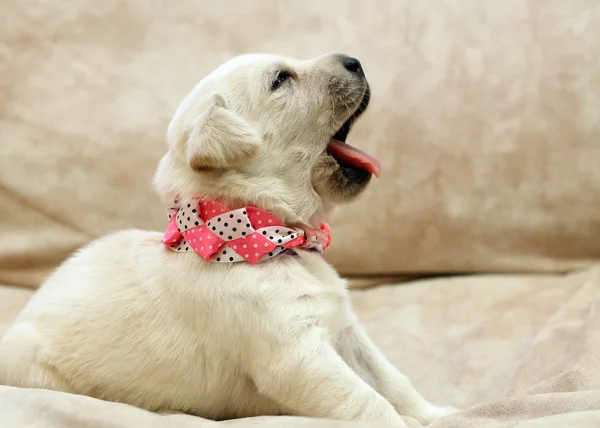 Yellow labrador puppy laying on the back Stock Photo by ©Yarvet 9487405