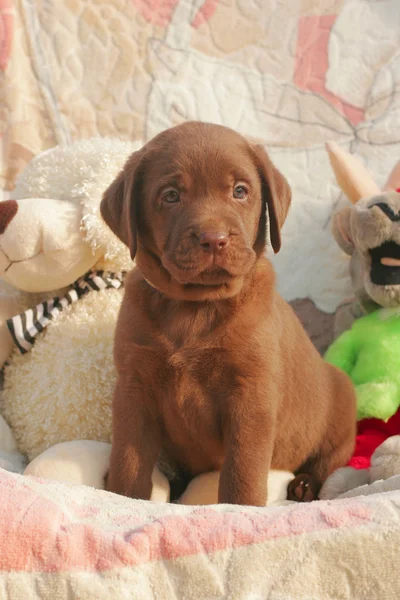 happy chocolate labrador puppy - Stock Image - Everypixel