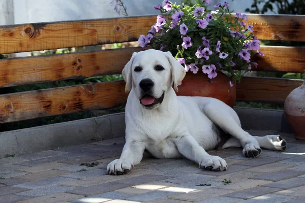 Labrador outdoor Stock Photos, Royalty Free Labrador outdoor Images ...