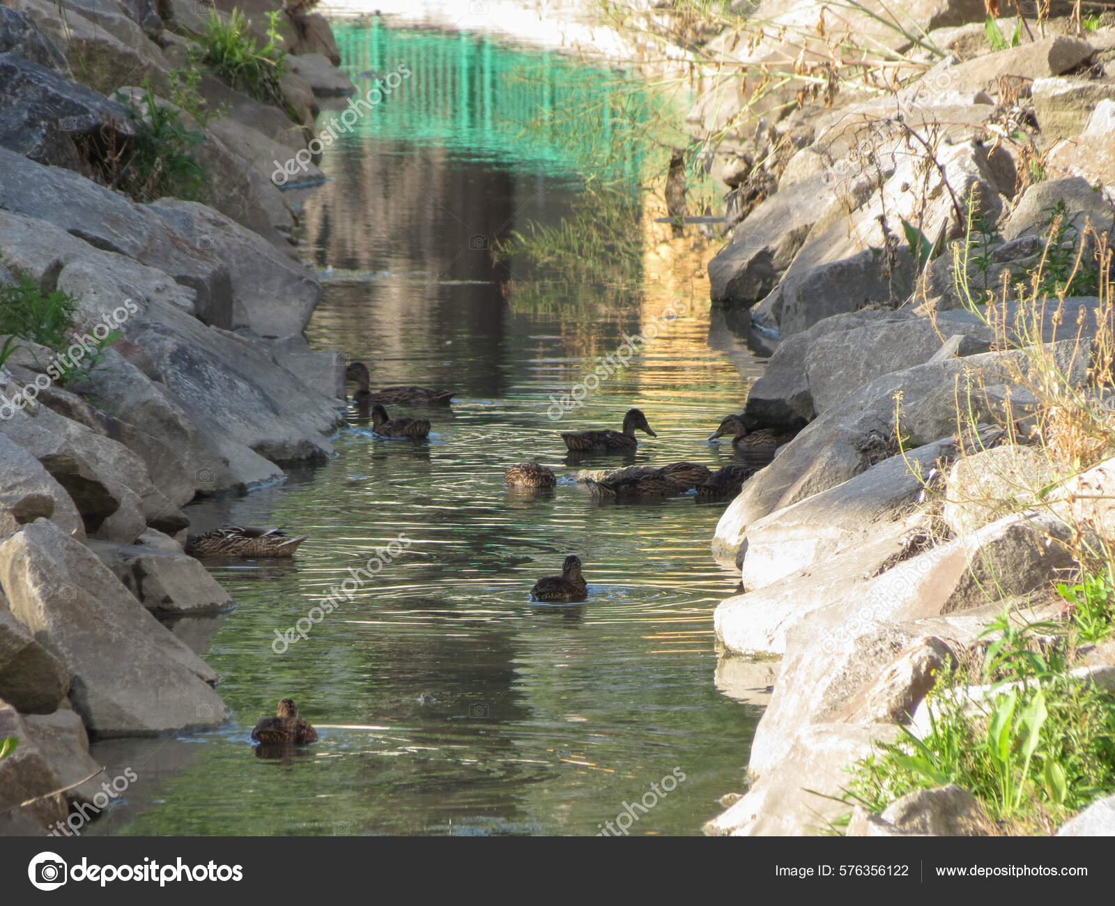 Female Mallard Aka Wild Duck Scientific Name Anas Platyrhynchos Animal ...