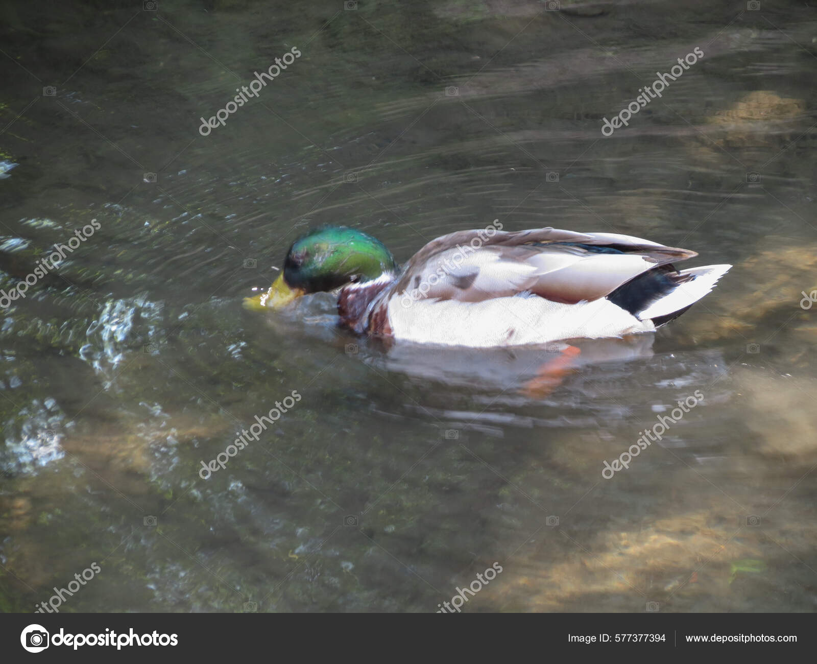 Male Mallard Aka Wild Duck Scientific Name Anas Platyrhynchos Animal ...